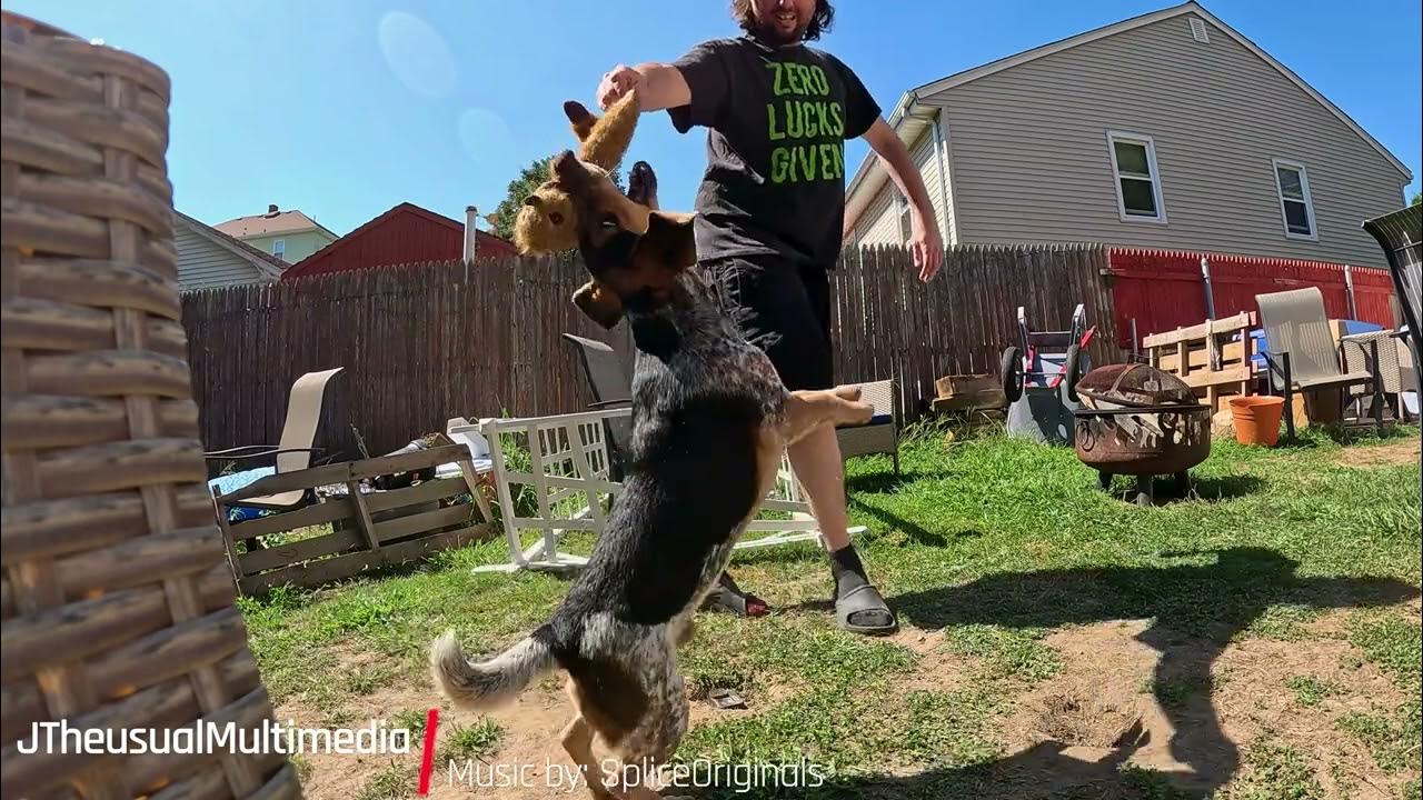 @JTheUsualMultimedia Presents: #Pets a Plenty Special; Ep.1; BUSTER THE ...