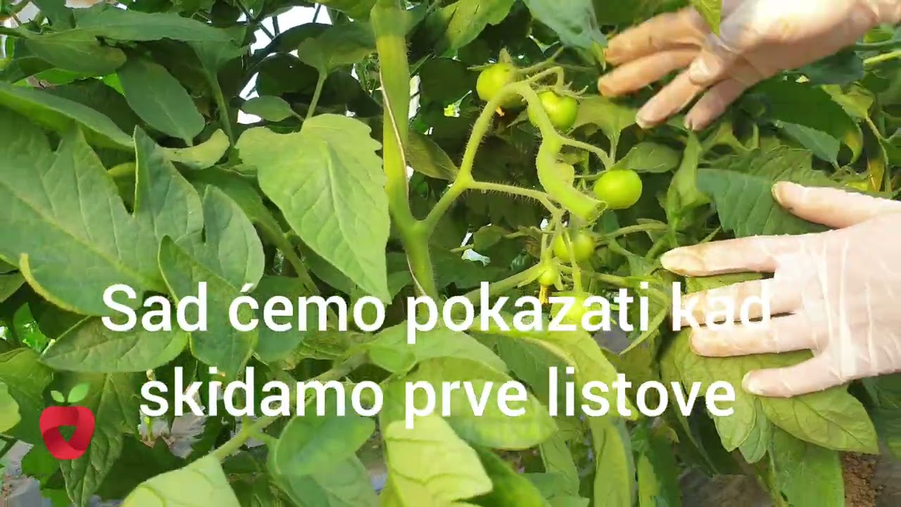 Kada skidati list sa paradajza? - YouTube
