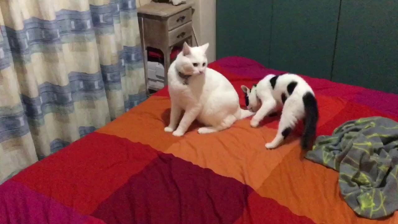 Epic Cat Fight !!! - YouTube