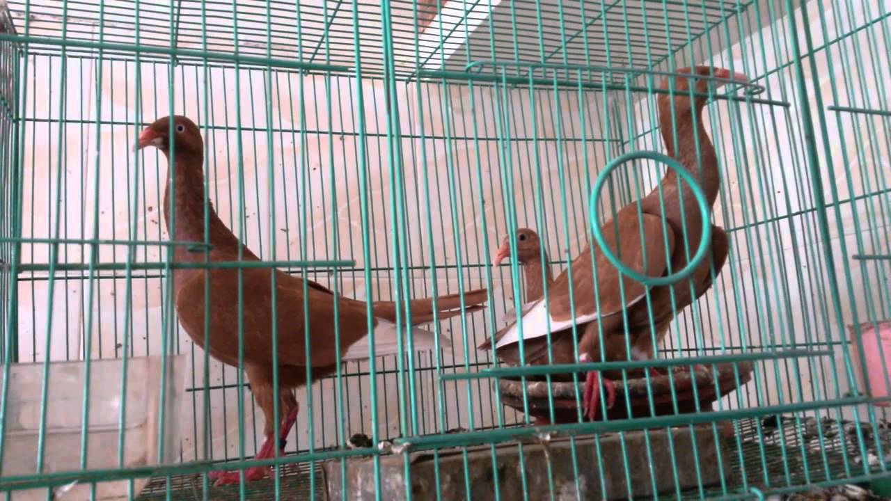 English Magpie Pigeon with Origin Description Size Ornaments Color ...