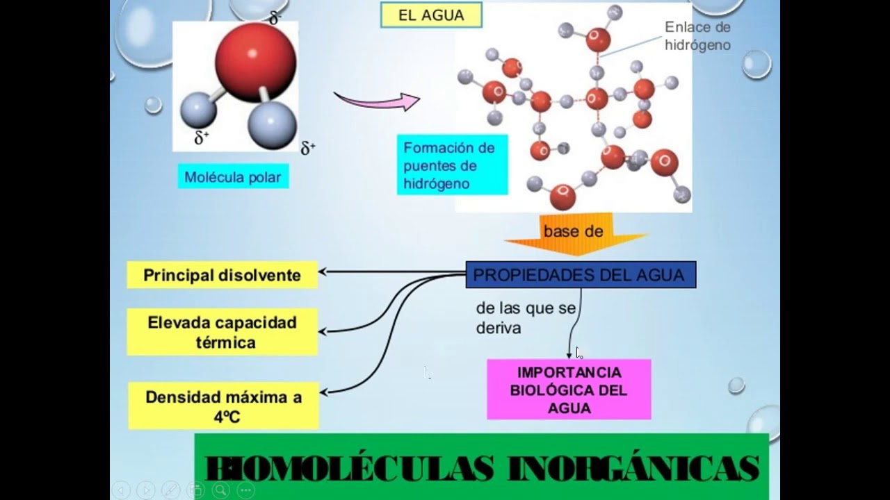 Importancia De Los Elementos Químicos Para Los Seres Vivos - MXEDUSA Importancia De Los Elementos Químicos Para Los Seres Vivos - MXEDUSA