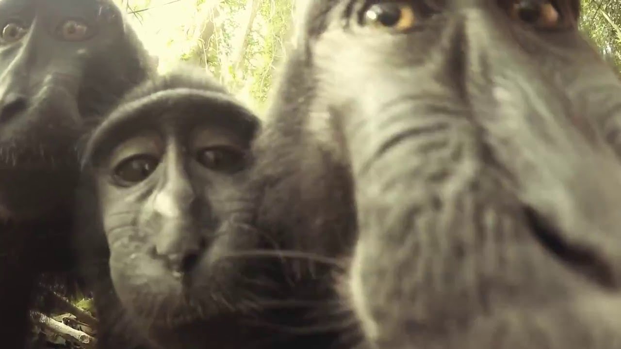 Wild Black Monkeys in Tangkoko National Parc - North Sulawesi - Explore ...