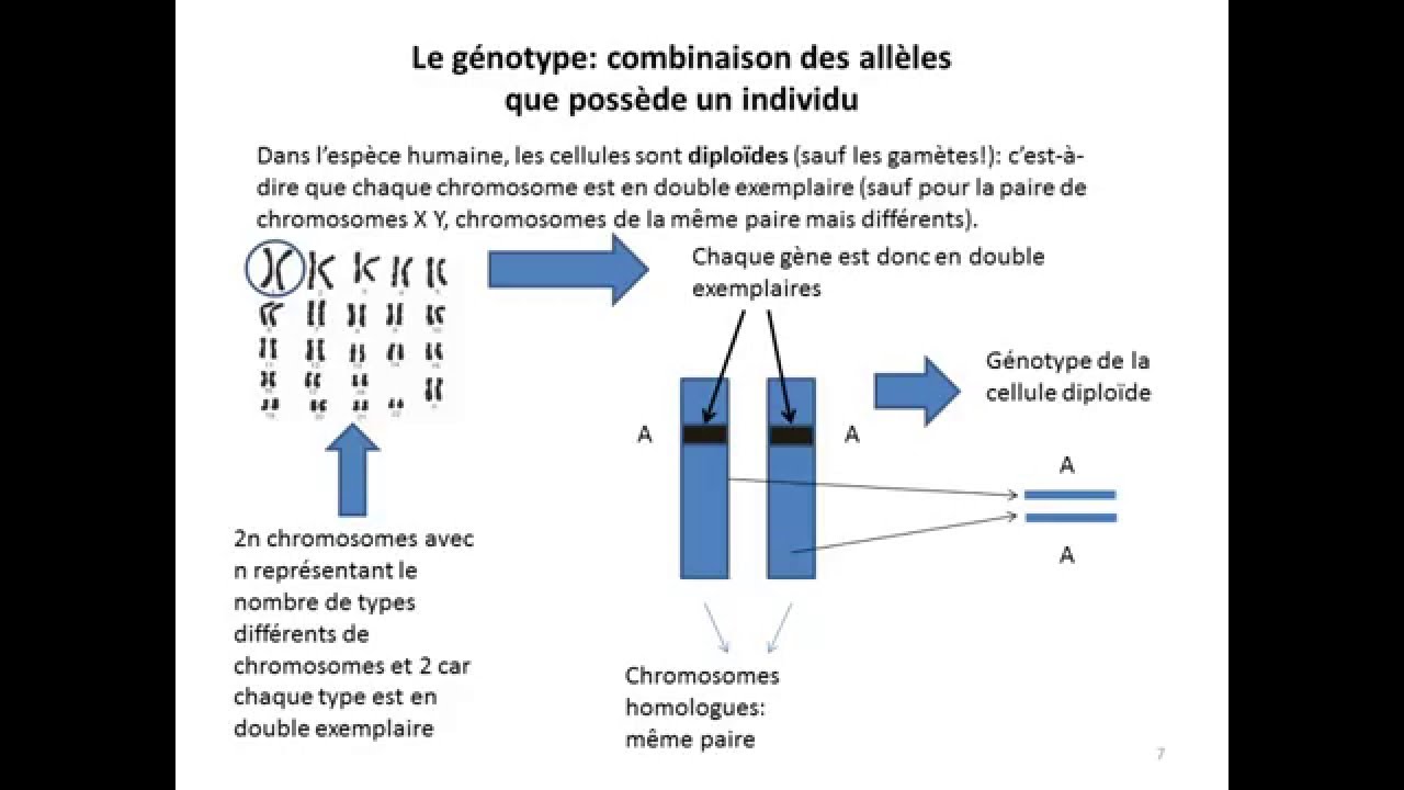 Etude de la drépanocytose: méthodes, savoir et savoir-faire - YouTube