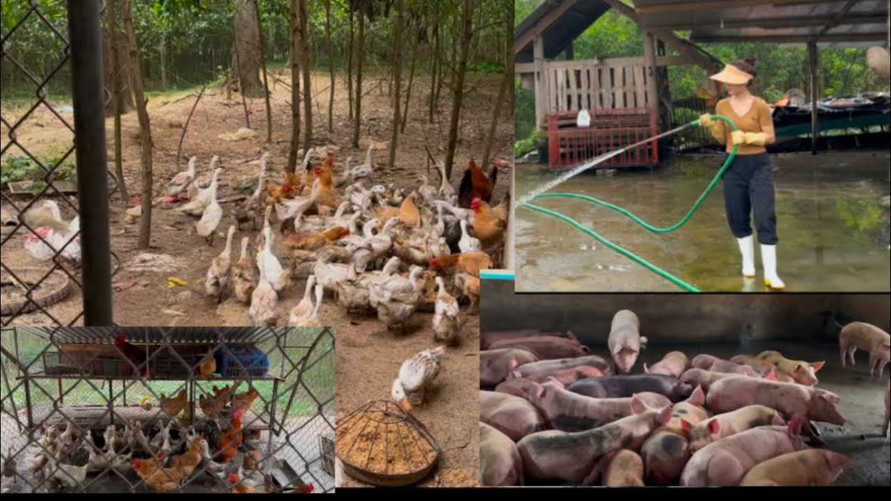 Poor country girl with the job of taking care of pigs, chickens and ...