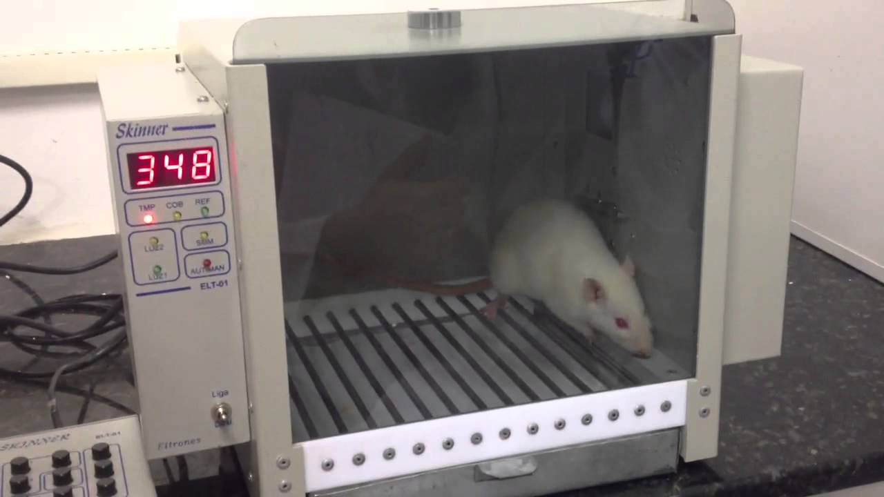 Rato na caixa de Skinner - YouTube