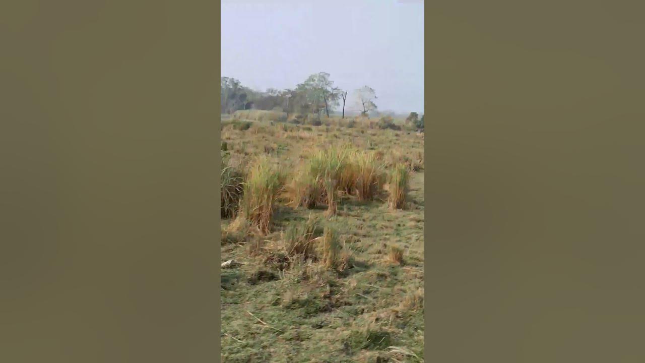 Kaziranga National Park - YouTube
