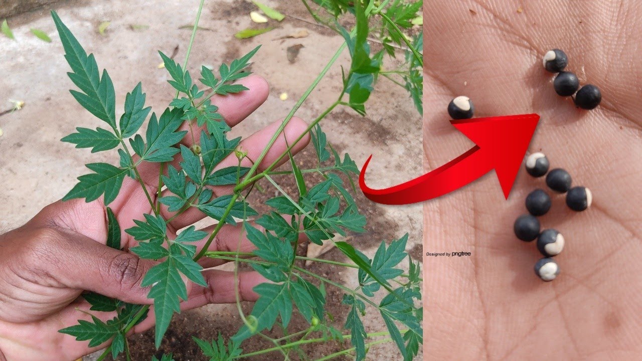 Top 10 health benefits of balloon Vine plant (Mudakathan keerai ...
