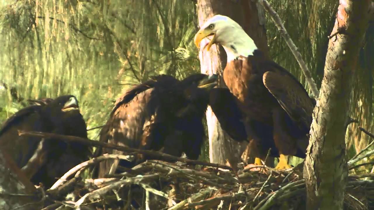 Bald Eagles Grow Up - YouTube