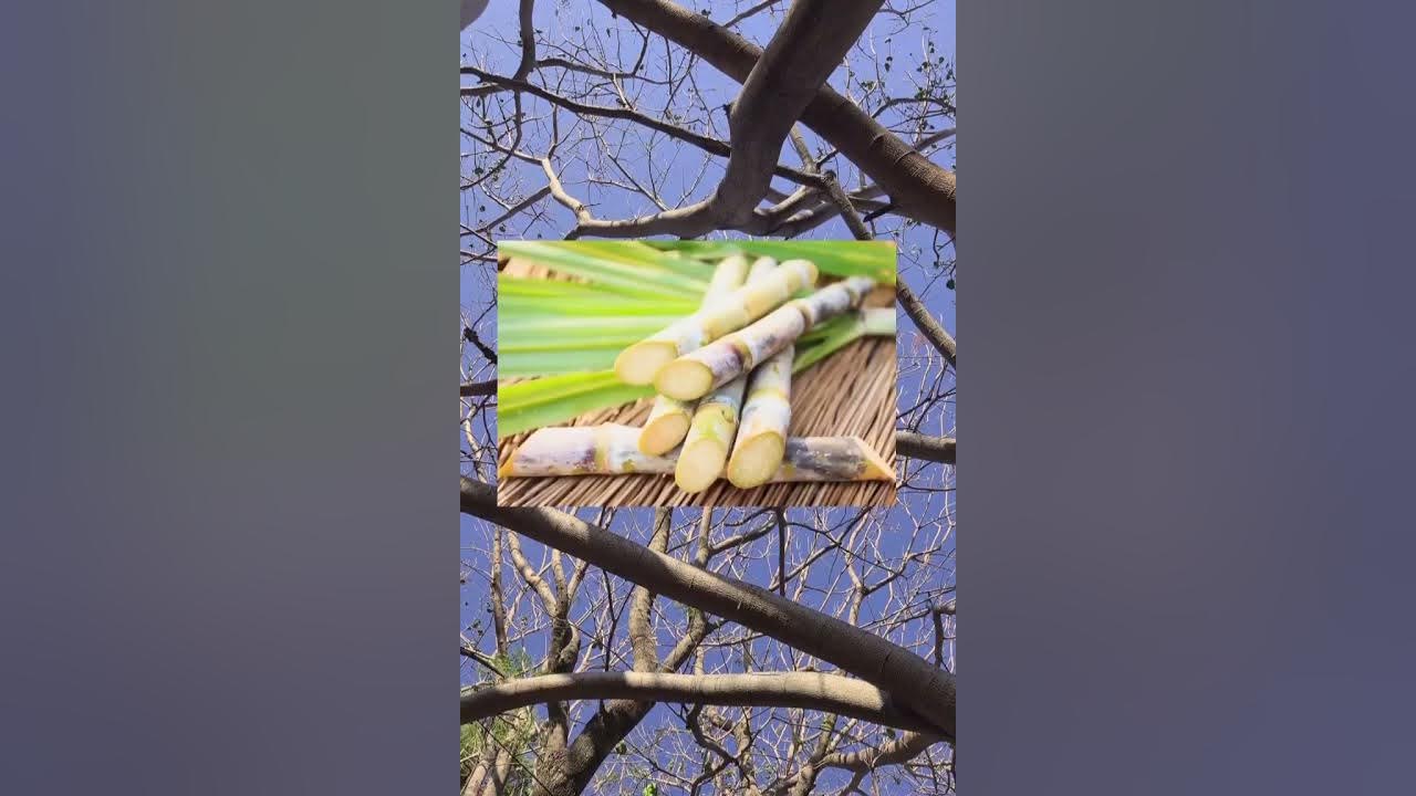 Plantas C3, C4 y CAM - YouTube