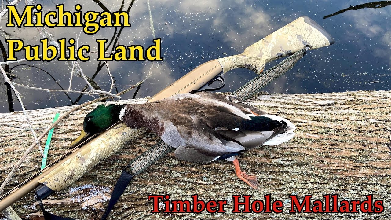 Hunting Stud Mallards in a Timber Hole - YouTube