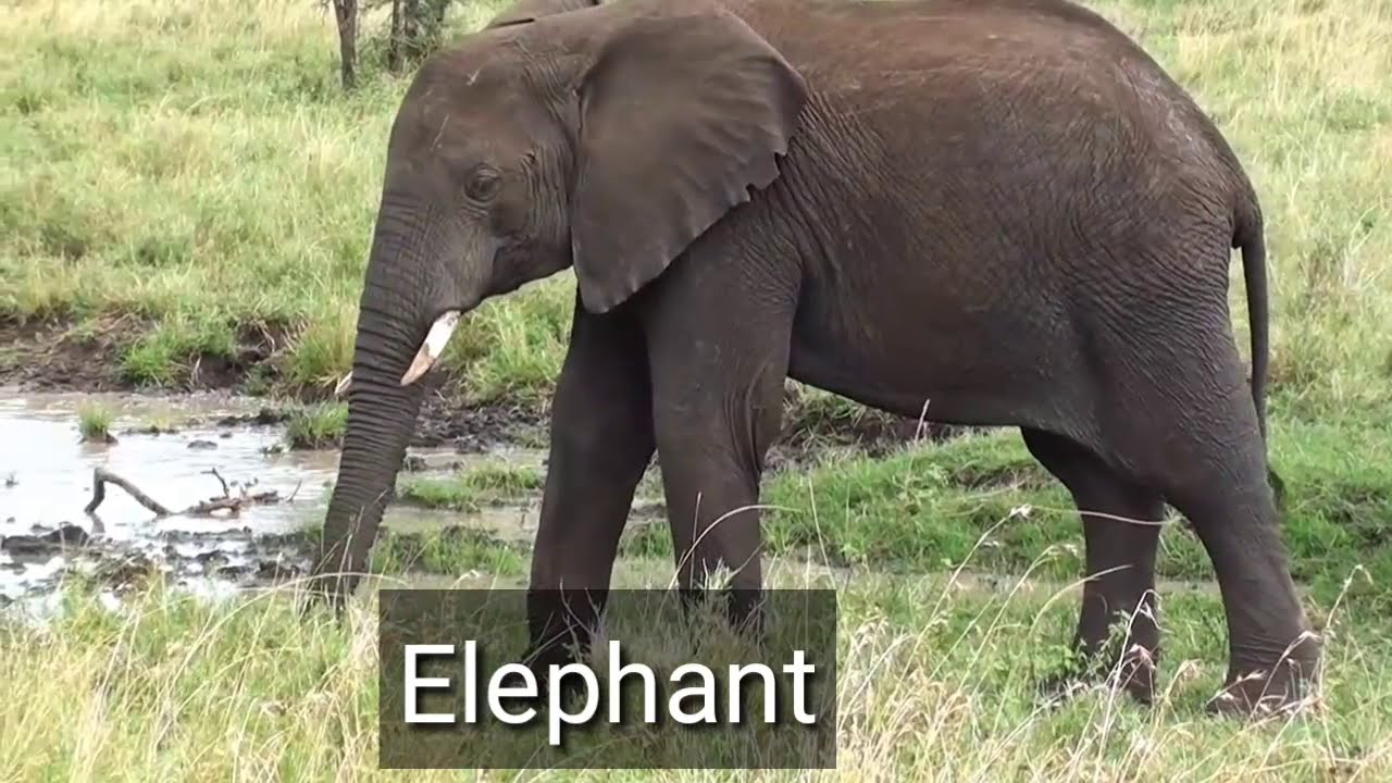 Animals in Action | Animal action exercise | Animal action song ...