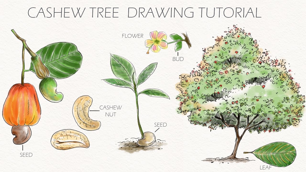 cashew tree drawing tutorial | kaju badam tree | kaju badam ki drawing ...