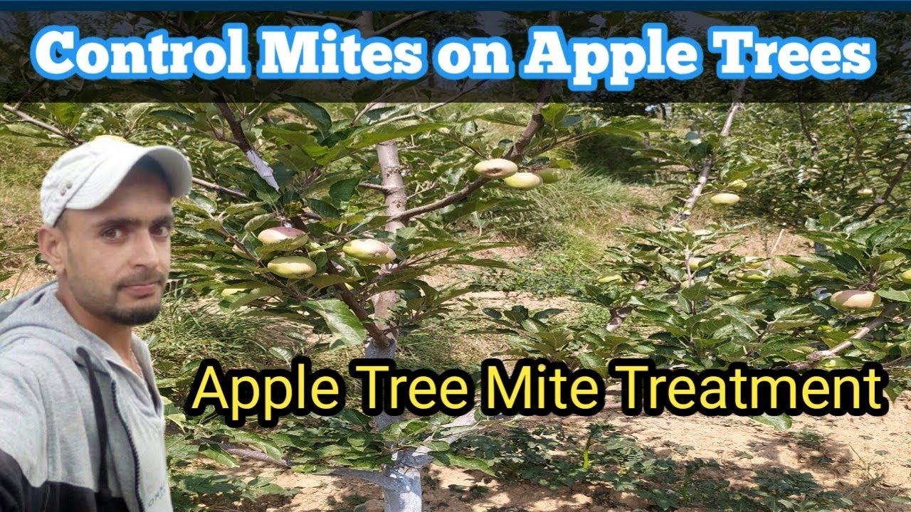 Control Mites on Apple Trees || Apple Tree Mite Treatment || - YouTube