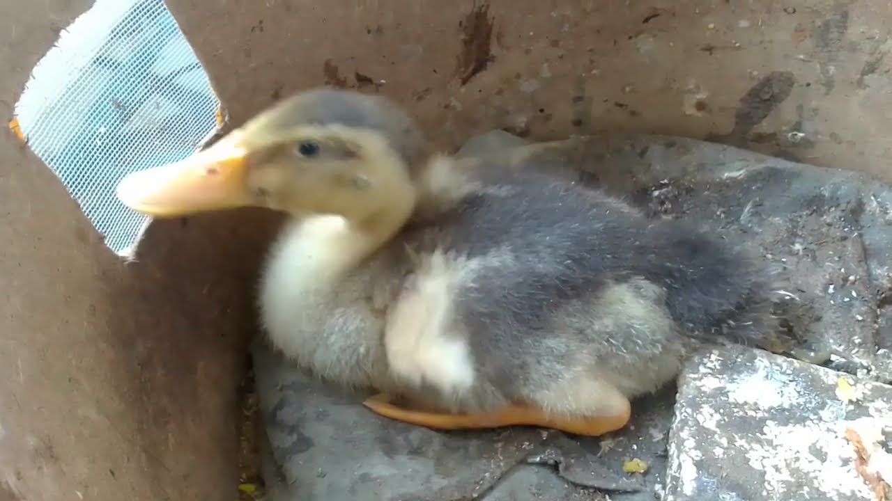 Duckling Pretty is so Restless - YouTube