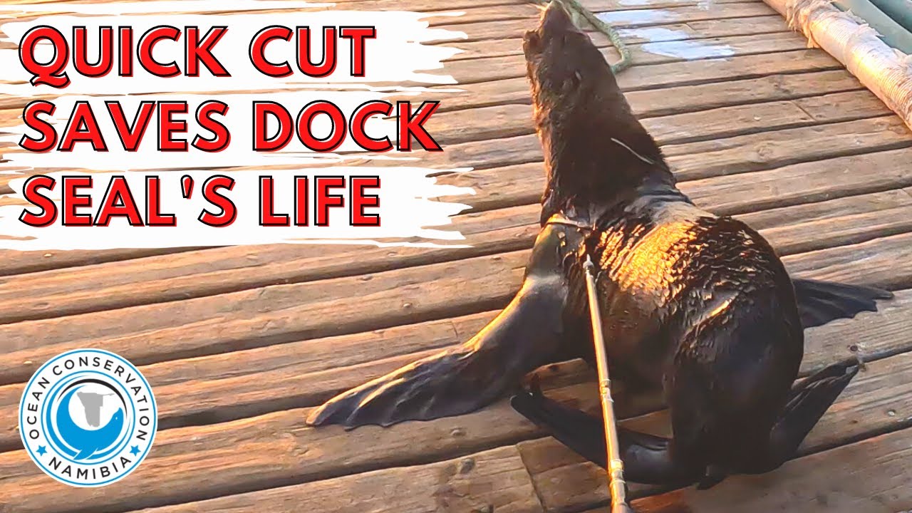 Quick Cut Saves Dock Seal's Life - YouTube