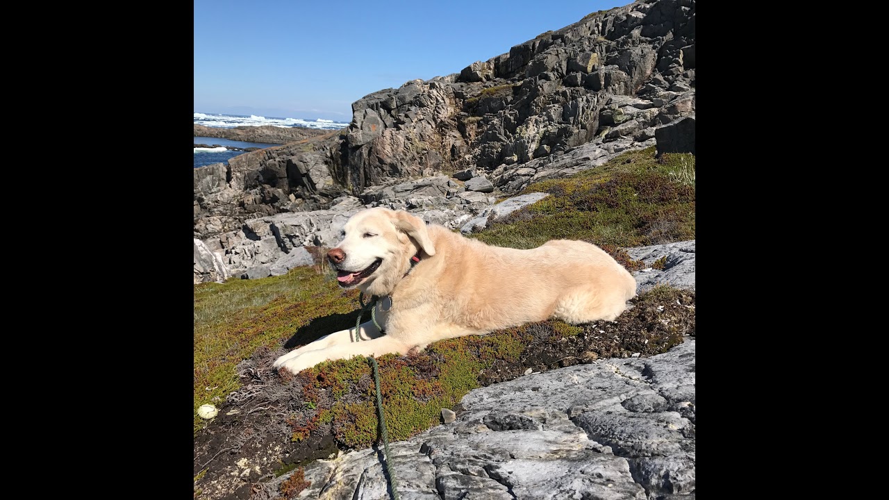 Chirag Thaker Live Stream - YouTube