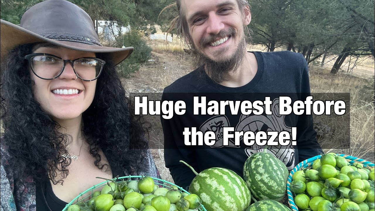 Harvesting 14 lbs of Tomatoes Before the Frost | Colorado Greenhouse ...