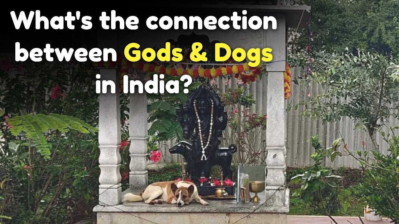 What's the connection between Gods & Dogs in India? - YouTube