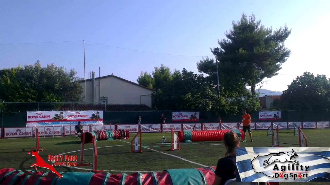 Agility fails funny moments from summer competition 2015 - YouTube