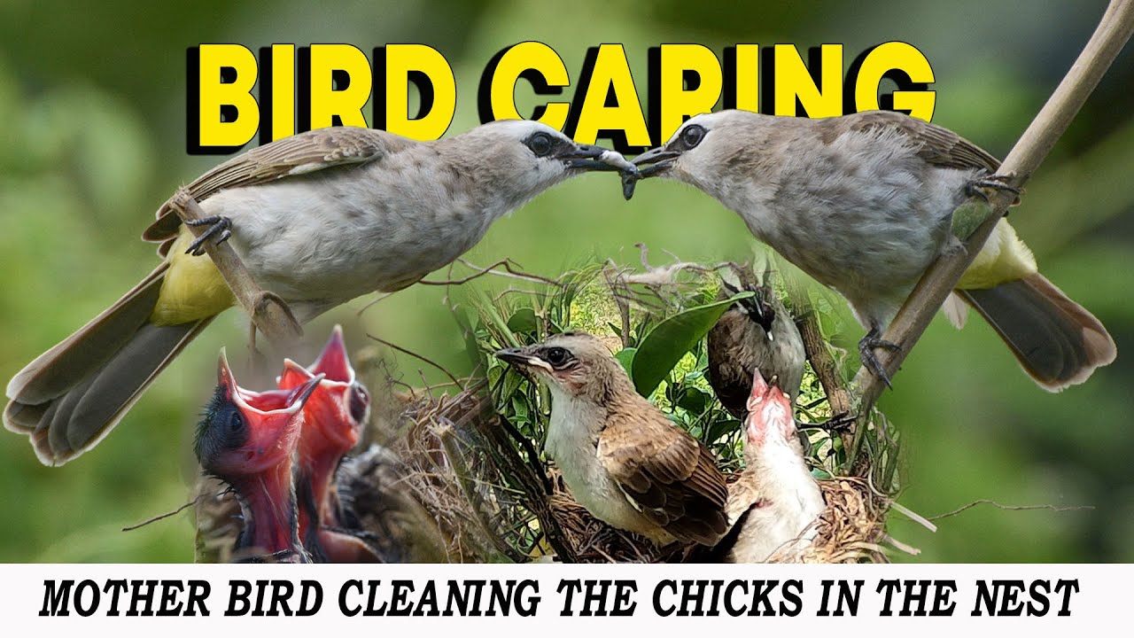 Mother Bird Cleaning The Baby Chicks LEOVIN BIRDING - YouTube