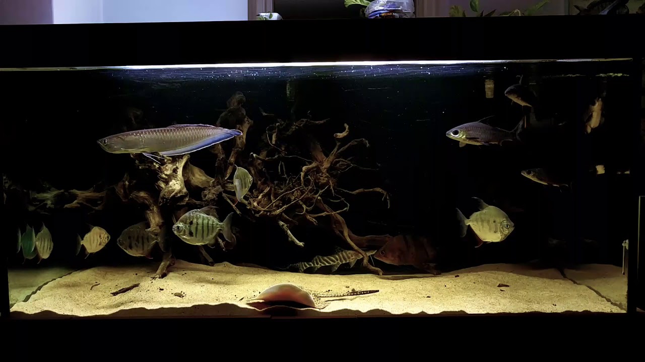 Black arowana, striped silver dollar, stingray, Bala sharks, tigrinum ...