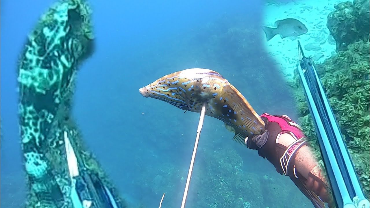 How to stab a fish underwater - YouTube