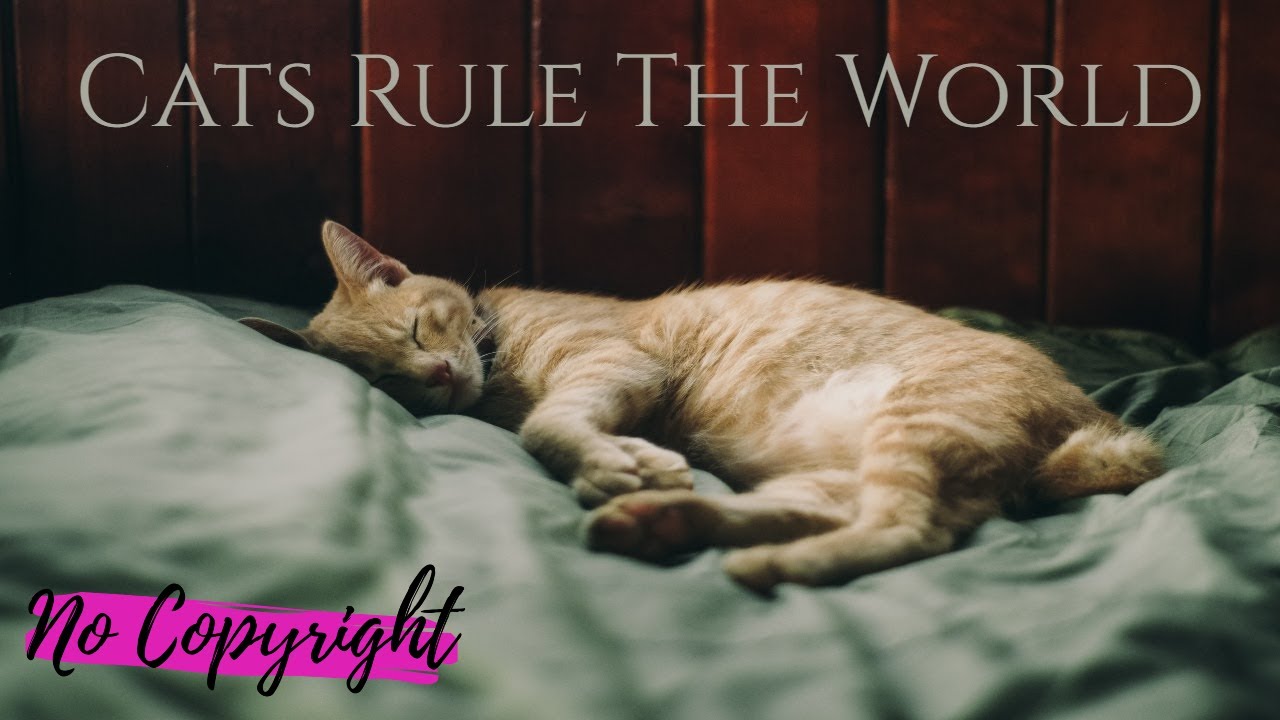 Cats │ Copyright Free Video and Audio - YouTube