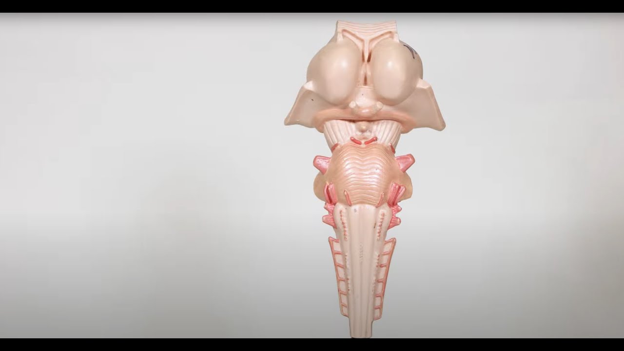 Brainstem - YouTube