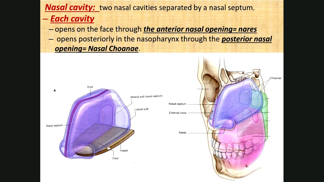 Nasal Choanae