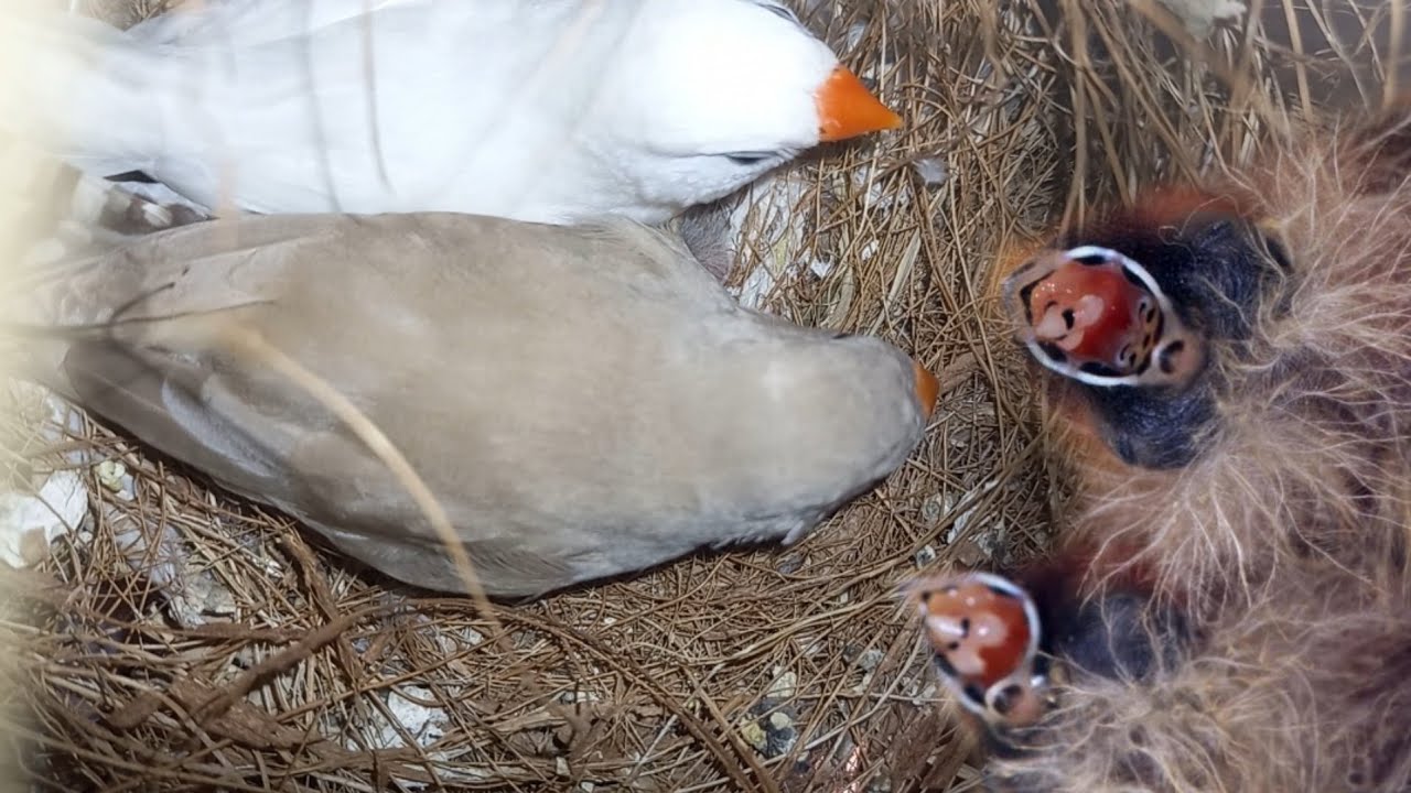 Finch egg hatched || Bird egg hatching || Finch chick || Bird chicks ...
