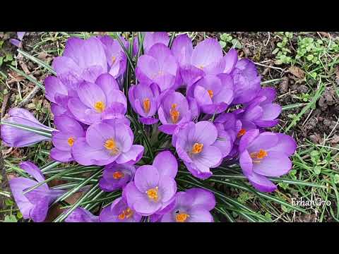 İlkbahar Görüntüleri  2021