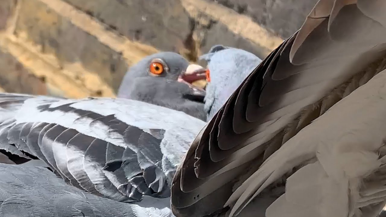 Pigeon Fight! - YouTube