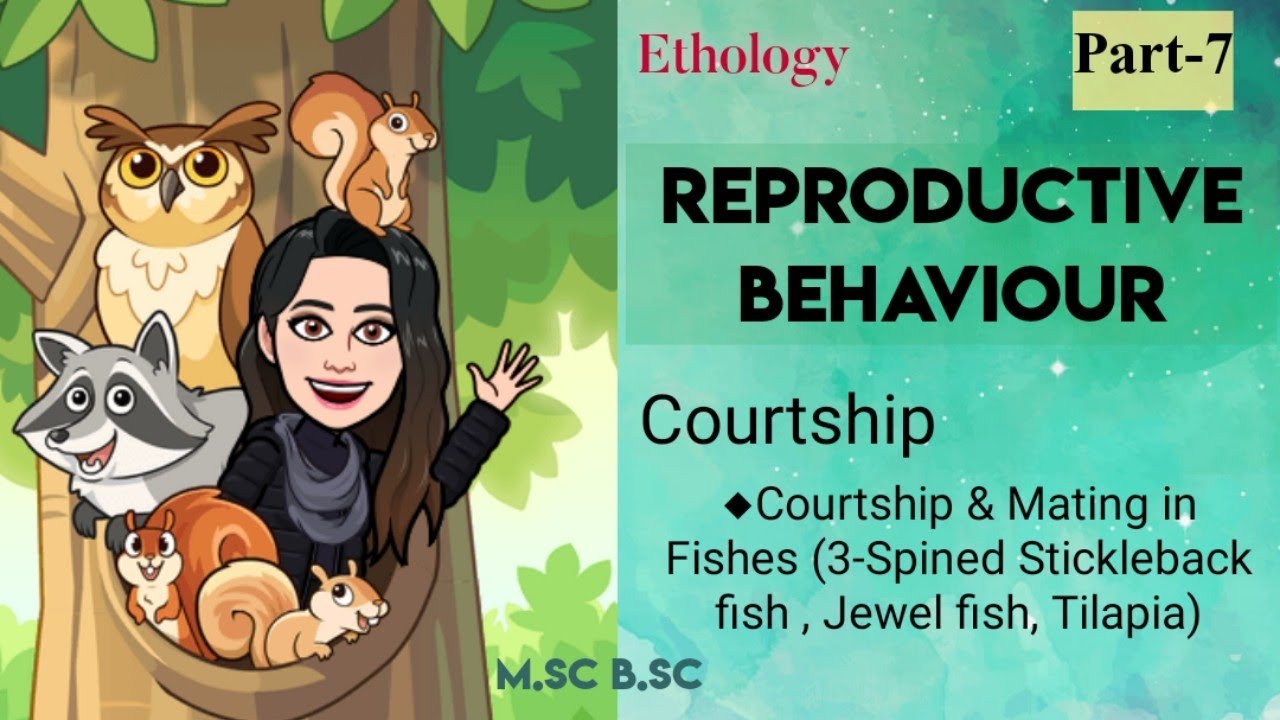 7) Courtship behaviour in Animal world- Fishes, (3 Spined Stickle back ...