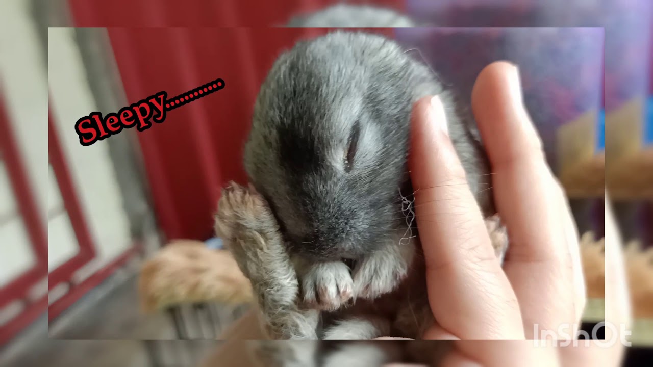 Sleepy baby bunny 爱睡的兔宝宝 - YouTube