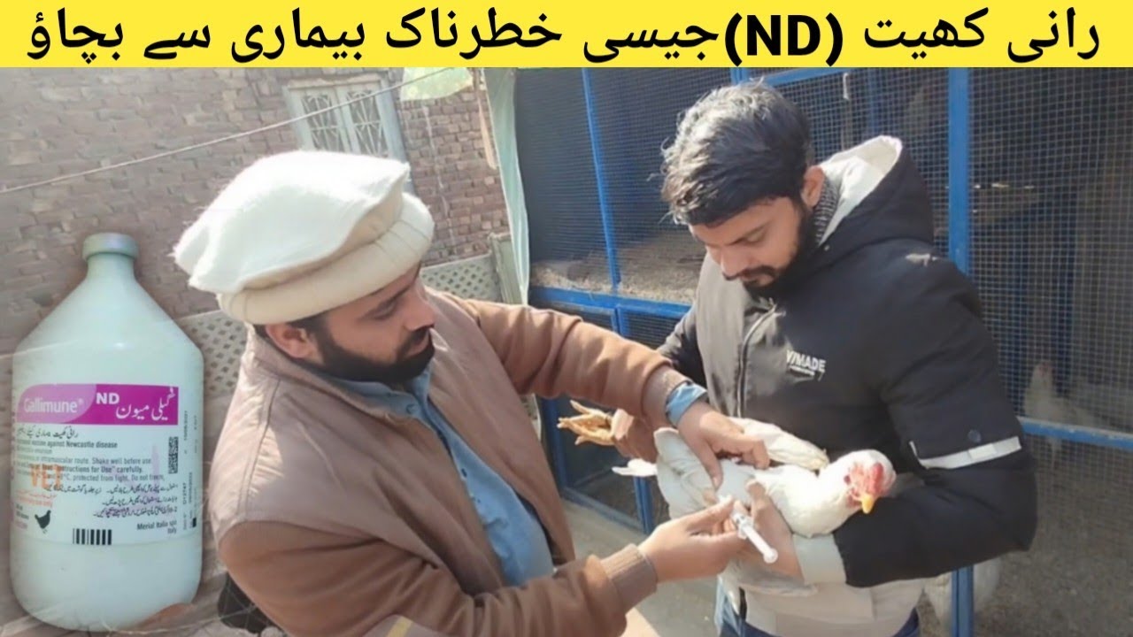 Gallimune ND killed Vaccine for chickens / New castle disease - YouTube