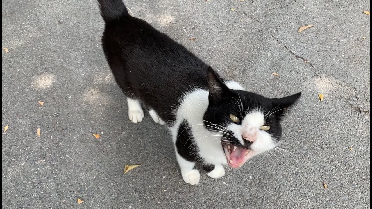 Tuxedo Cat Silently Meow Meow - YouTube