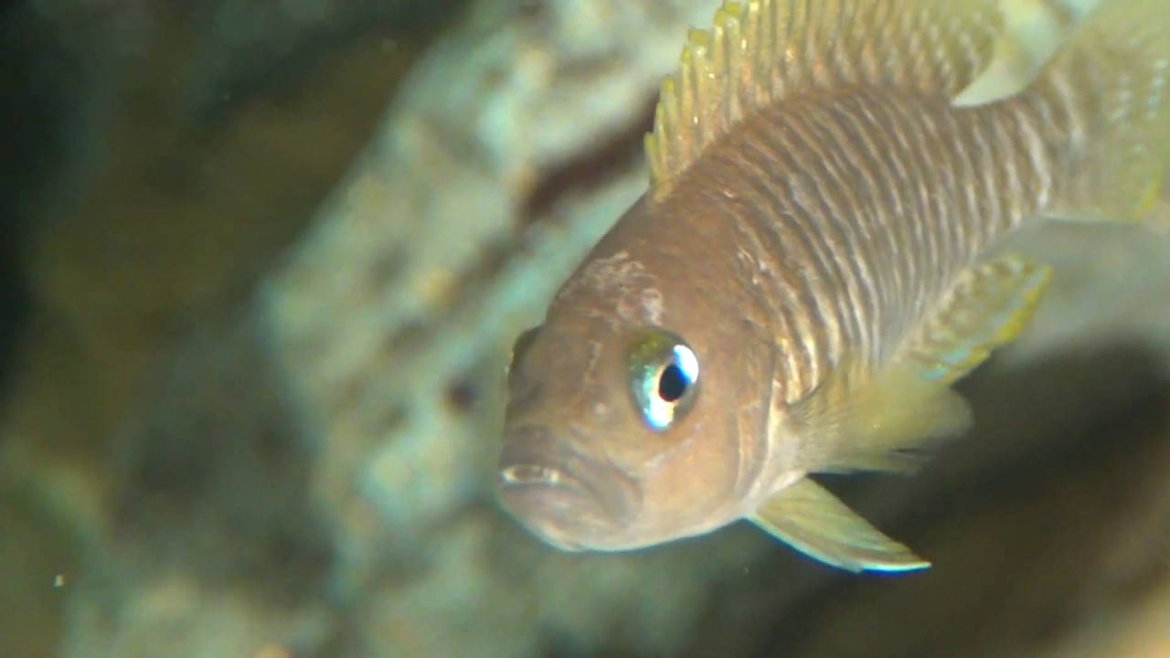 Multifasciatus small fish big teeth - YouTube