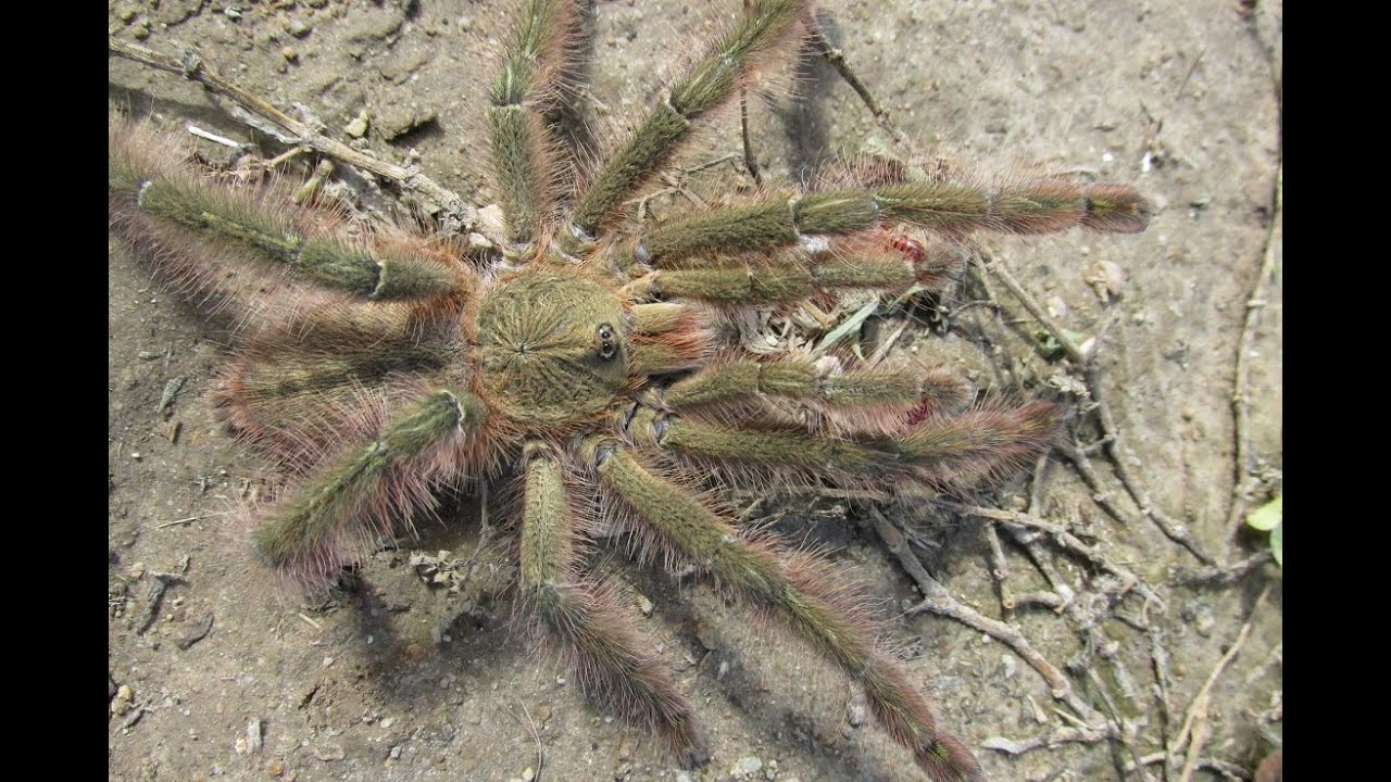 Poecilotheria rufilata: Breeder Notes - YouTube