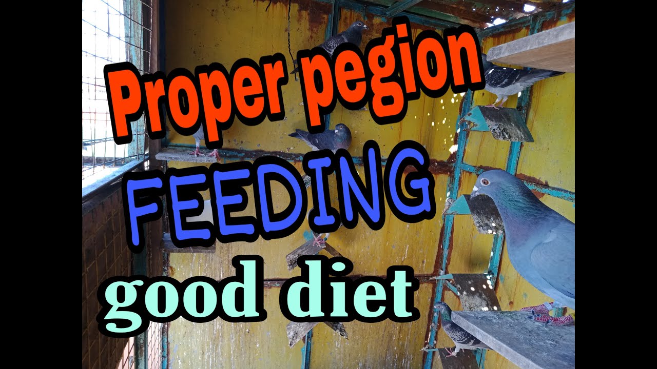 PIGEON PROPER FEEDING TIPS GOOD DIET - YouTube