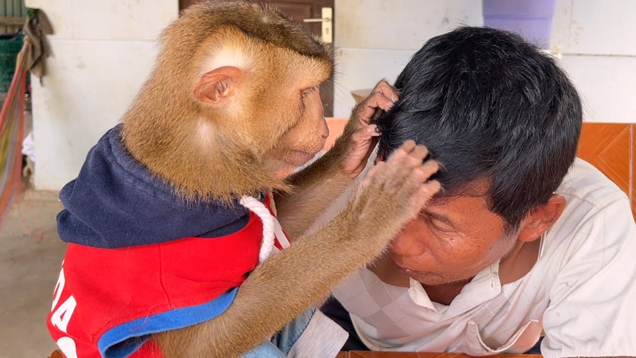 ASMR Monkey Primal Stimulation Grooming Relaxing - YouTube