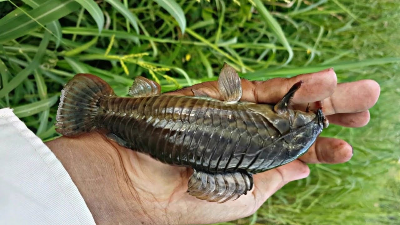 Walapa, kwie kwie "hassa" & katrina(armoured hoplo catfish) fishing in ...