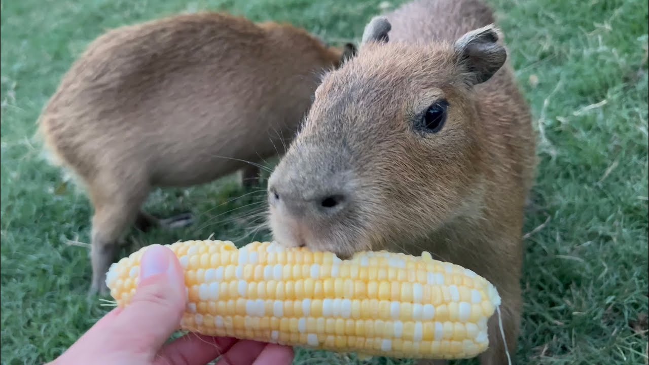 Capybara Eats Corn and Dies (How to take ducks from the park) - YouTube