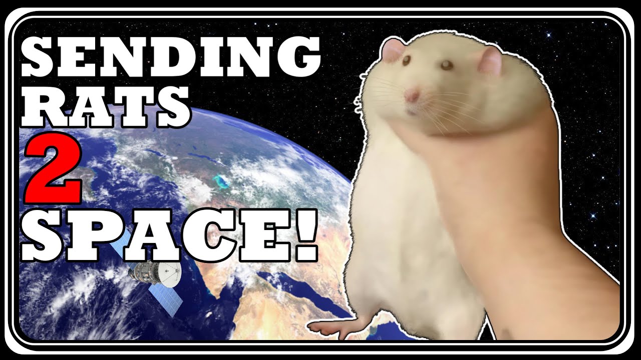 We Sent Rats To Space!! - One Armed Cook! - YouTube