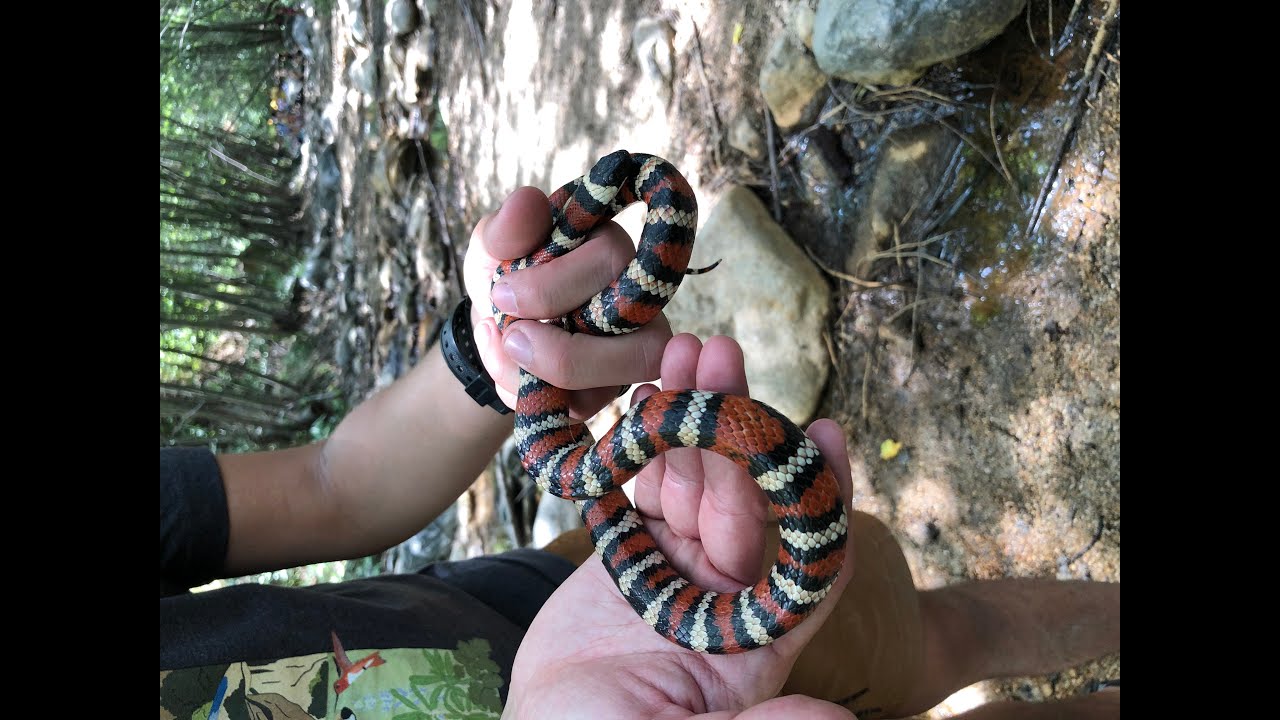 Snake Ecology of the LA Area: Mythsss & Truthsss - YouTube