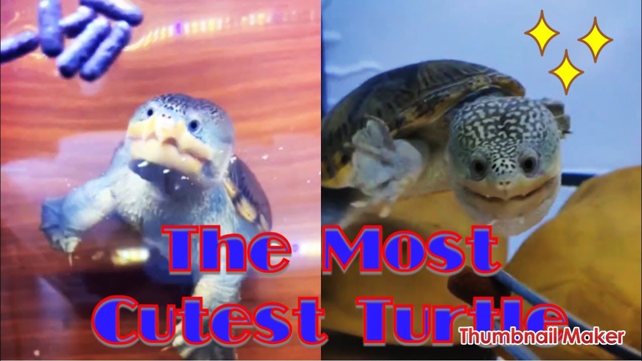 The most cutest turtle - YouTube