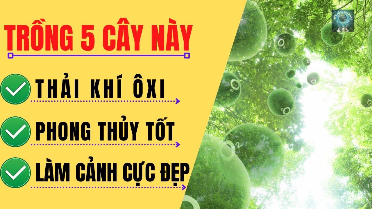 Cây gì thải ra khí o2 và hút khí co2 vào ban đêm? - YouTube
