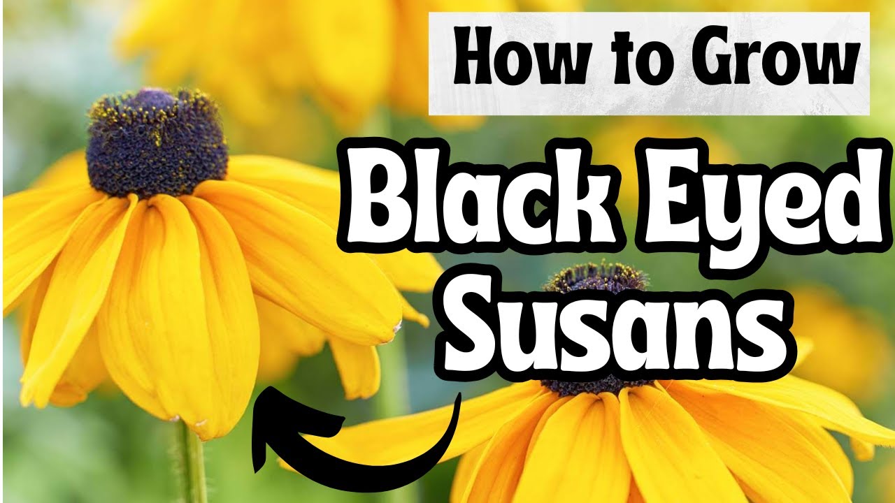 How to Grow Black-Eyed Susan Flowers From Seed - YouTube
