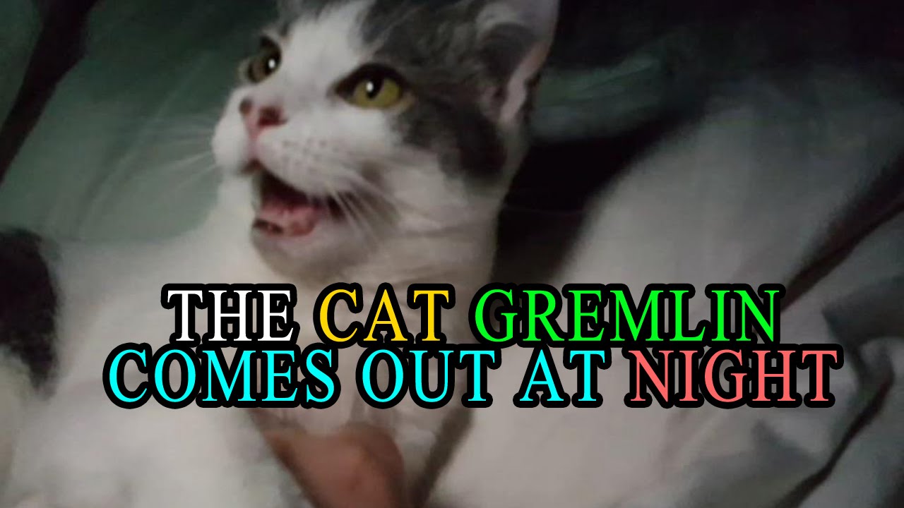 CAT GREMLIN bites while you sleep ! Funny Cat Video ! - YouTube
