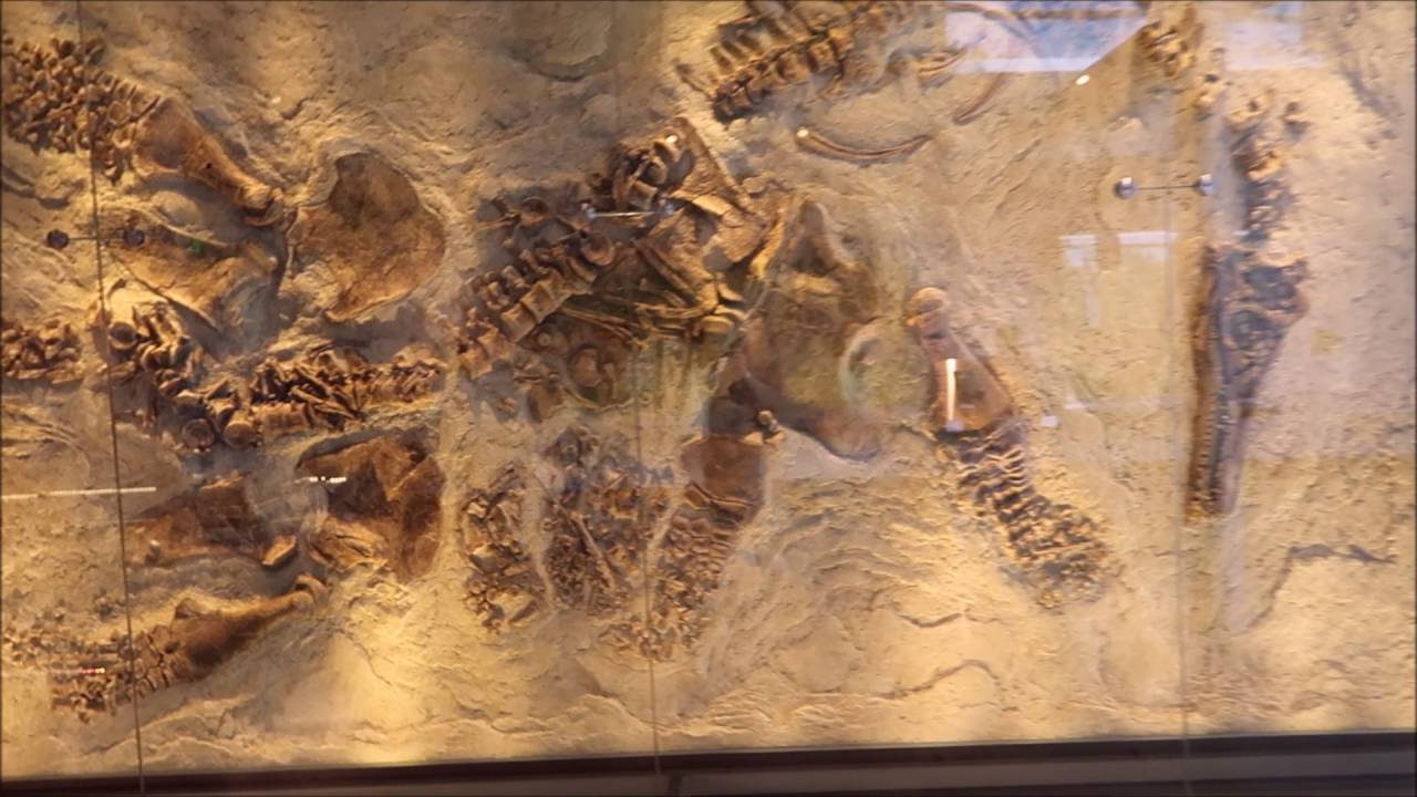 Natural History Museum Vlog 1 October 2016 Youtube