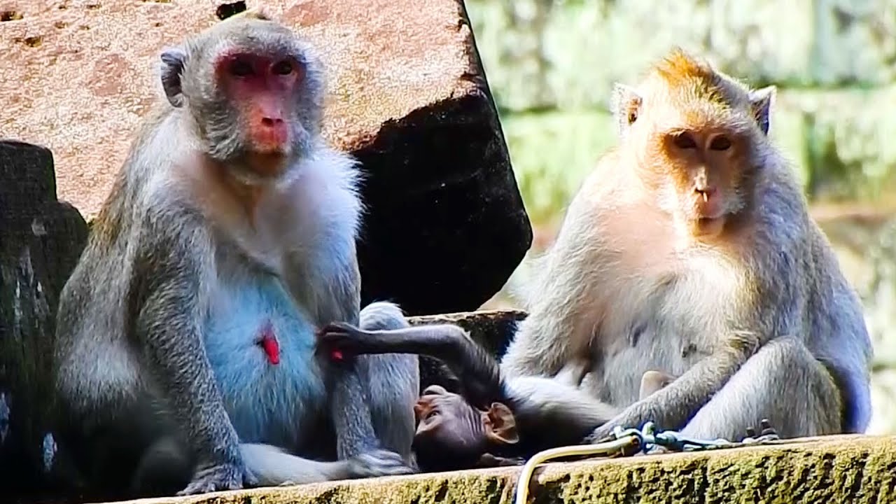 MG! Break Hurt! Jazzy Monkey Hurt by Breaking Milk, But Jane Mama ...